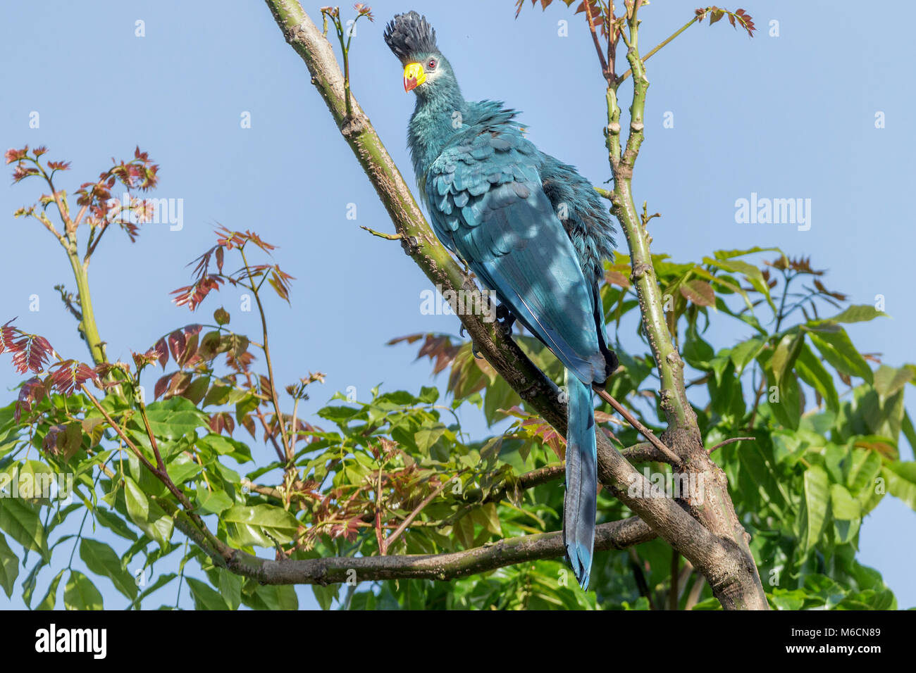 Great blue turaco (Corythaeola cristata) Bigodi Wetland Sanctuary ...