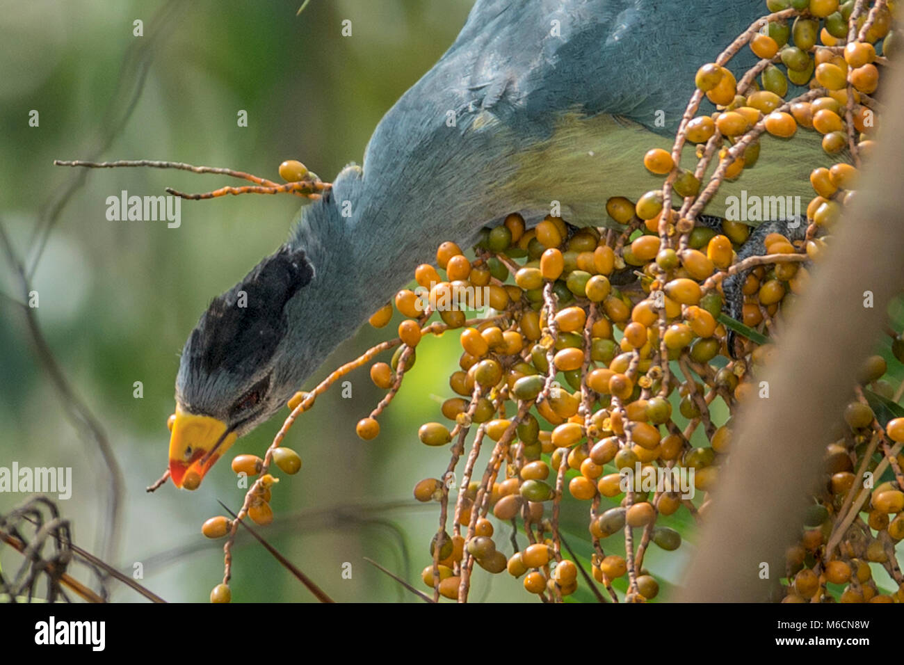 Great blue turaco (Corythaeola cristata) eating wild dates, Bigodi ...