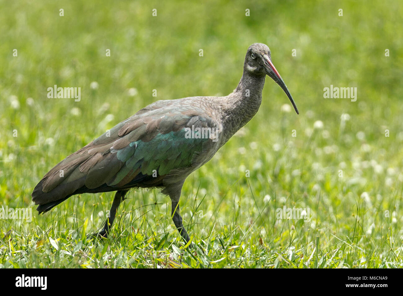 Hadada or hadeda ibis (Bostrychia hagedash) Bigodi Wetland Sanctuary ...
