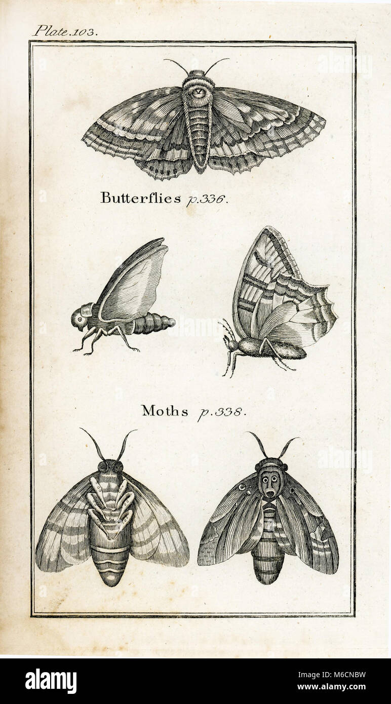 Natural history of insects hi-res stock photography and images - Alamy