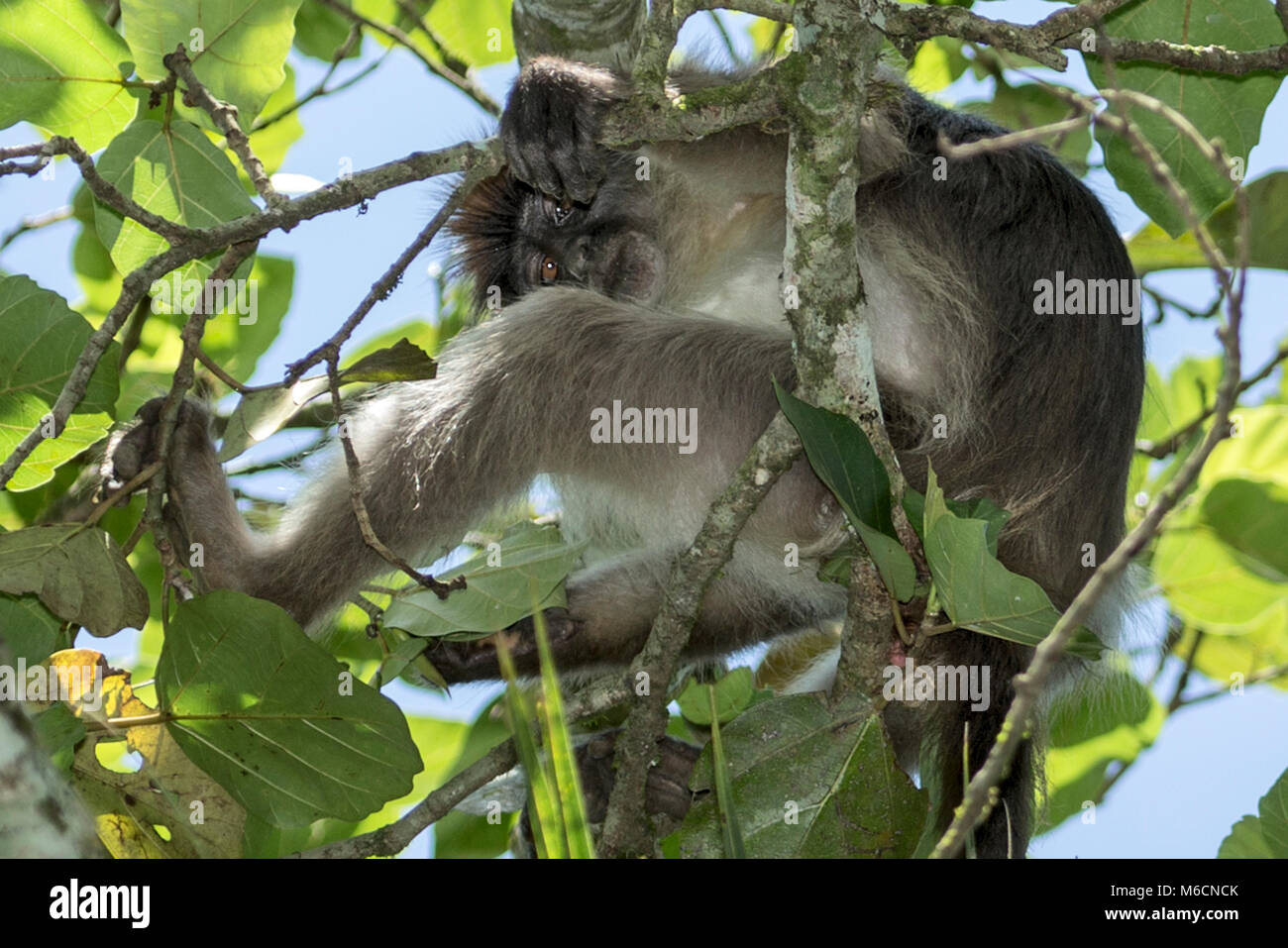 Red colobus monkey Bigodi Wetland Sanctuary Kamwenge District, Uganda ...