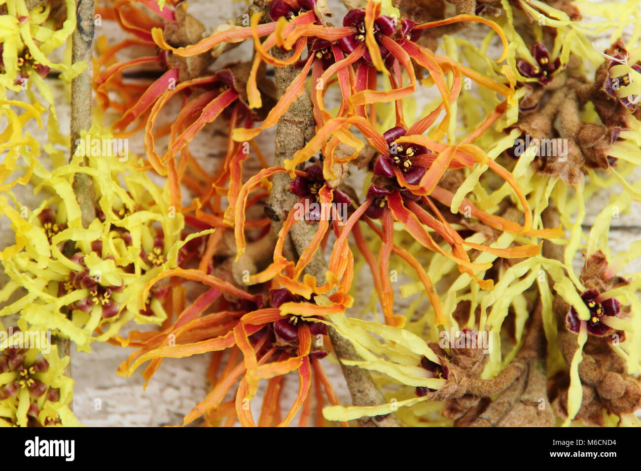 Witch hazel aurora hi-res stock photography and images - Alamy