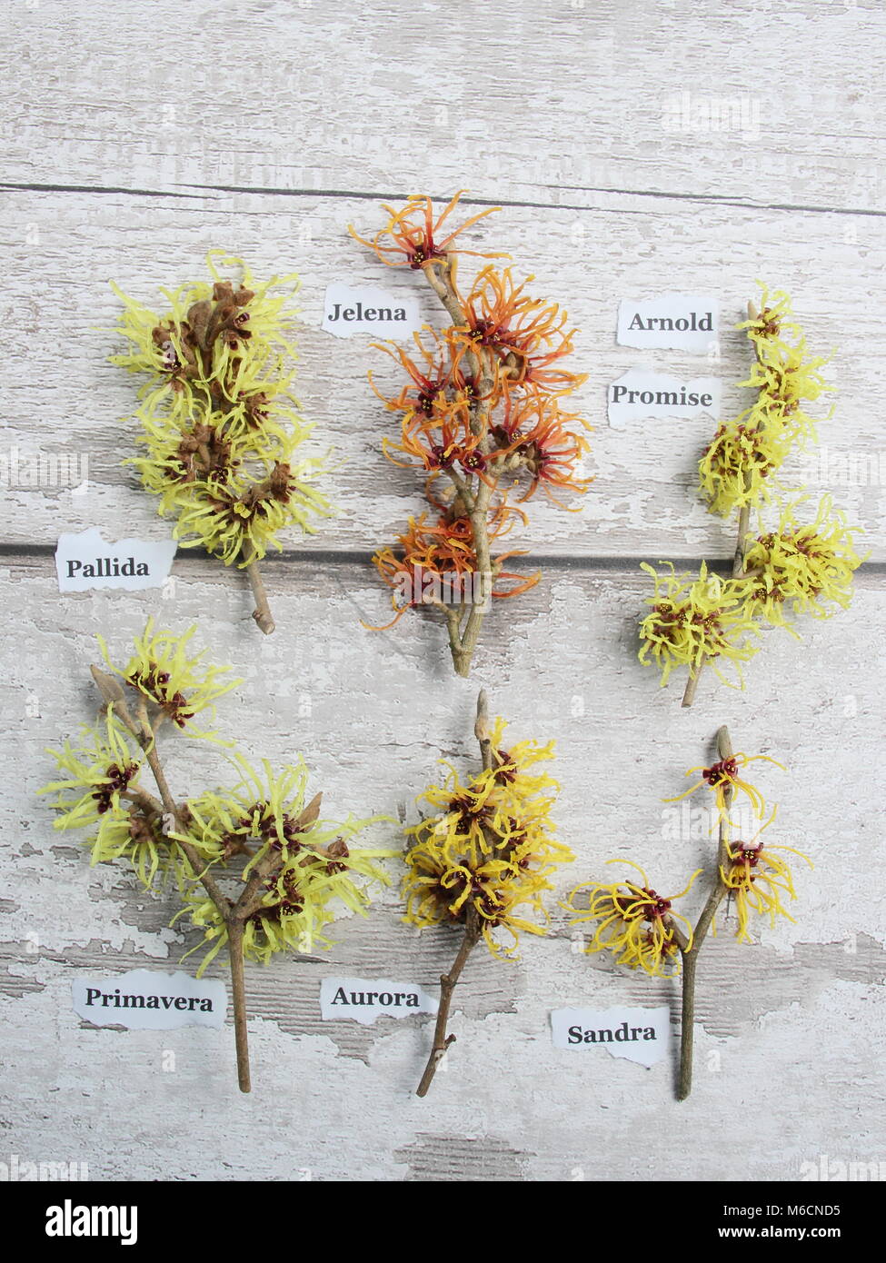 Hamamelis. Witch Hazels L-R: H. x intermedia PALLIDA, H x intermedia ...
