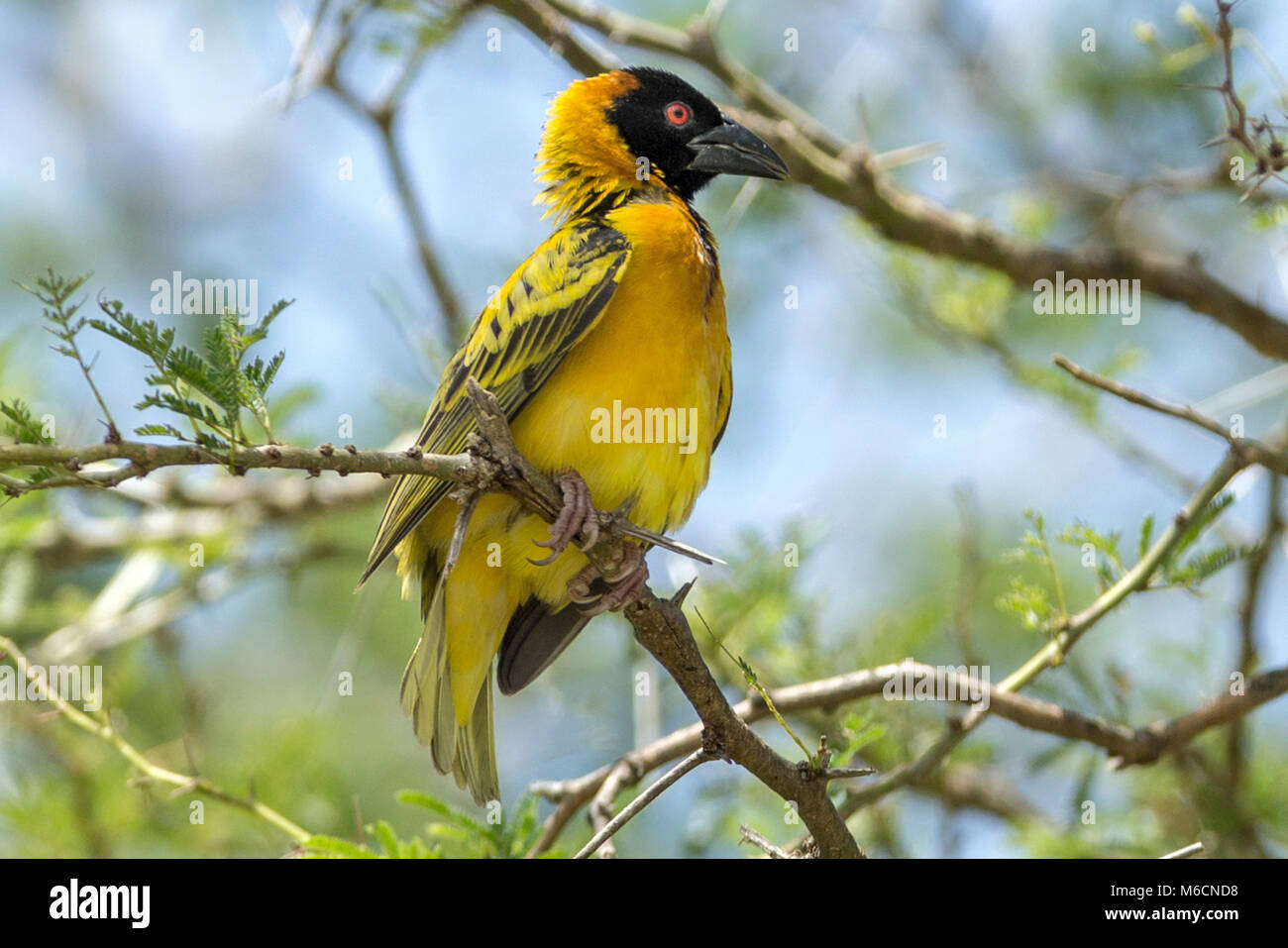Village weaver (Ploceus cucullatus), aka spotted-backed weaver or black ...