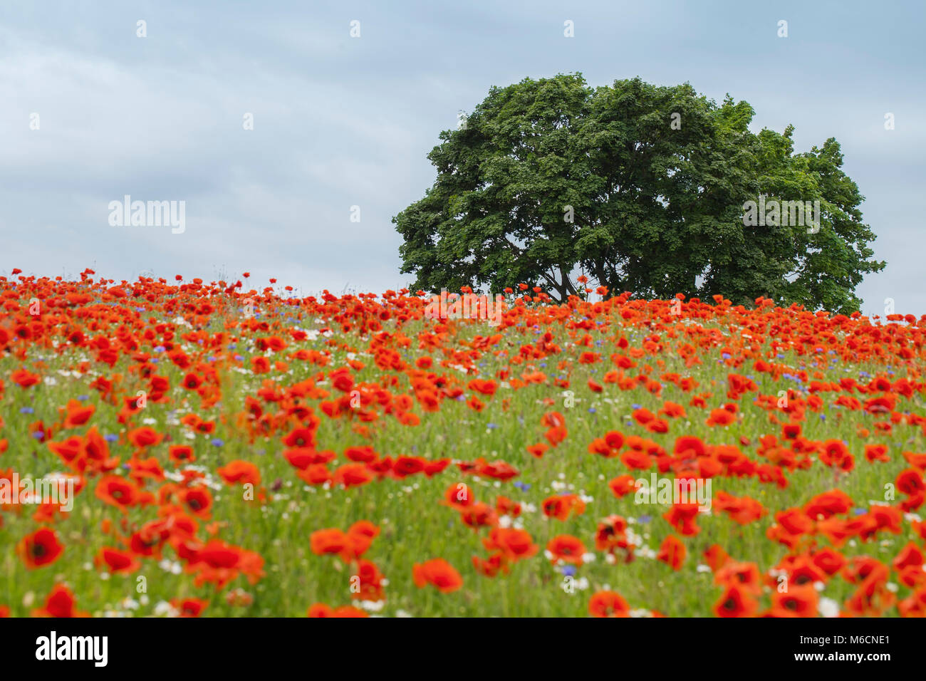 Green trees in poppy's field Stock Photo - Alamy
