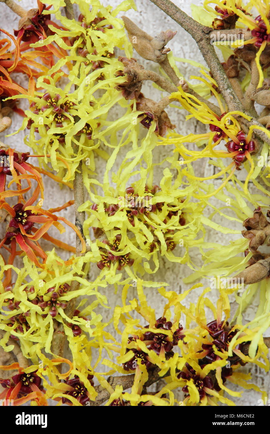 Hamamelis x intermedia. Witch Hazel including PRIMAVERA, .AURORA ...