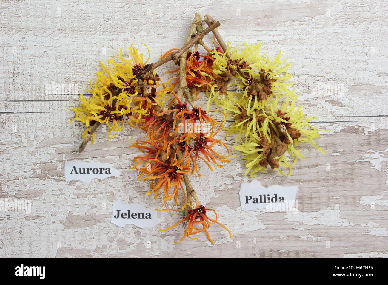 Hamamelis. Witch hazels varieties L-R: Hamamelis x intermedia 'Aurora ...