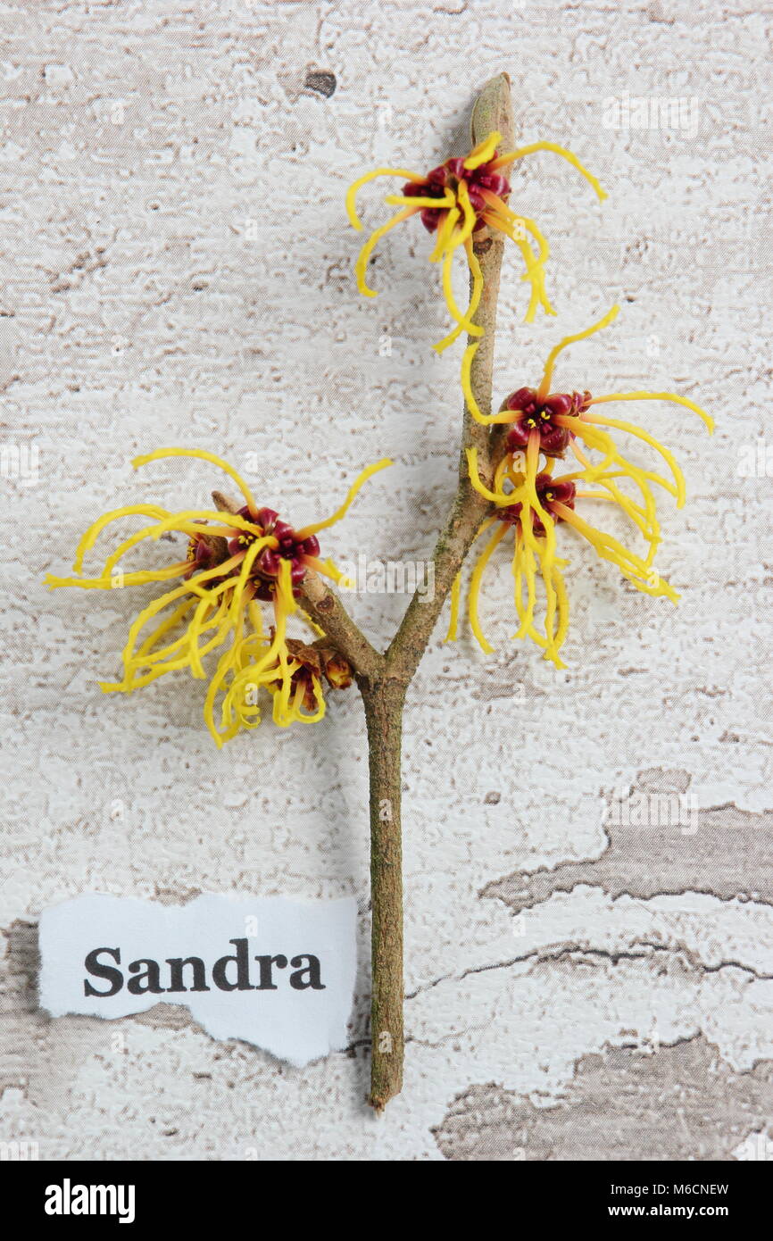 Spidery flowers of winter blooming Hamamelis vernalis 'Sandra' witch ...