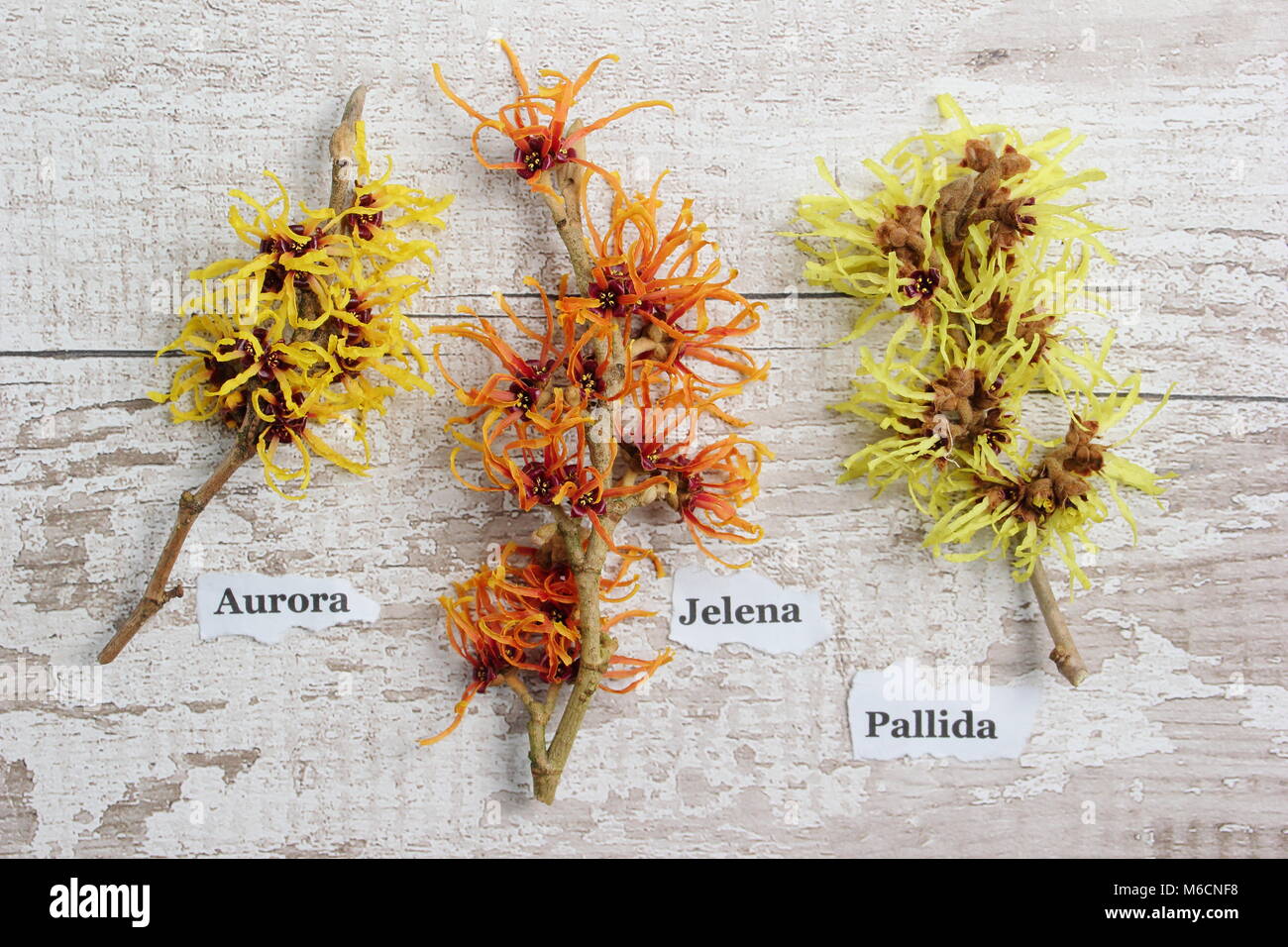 Witch hazel aurora hi-res stock photography and images - Alamy