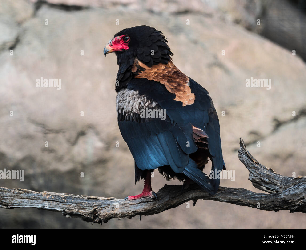 bateleur eagle, terathoius ecudatus Stock Photo - Alamy