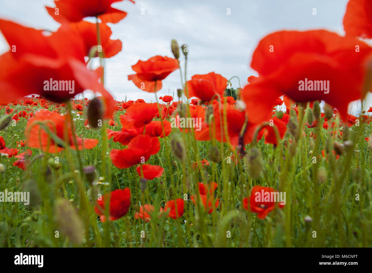 Red poppies close-up Stock Photo - Alamy