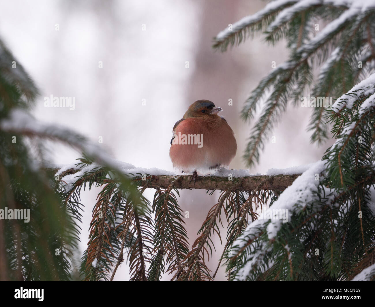 a small bird resting on a pine branch in the woods in winter with snow ...