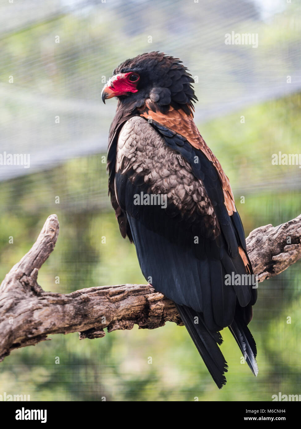 bateleur eagle, terathoius ecudatus Stock Photo - Alamy