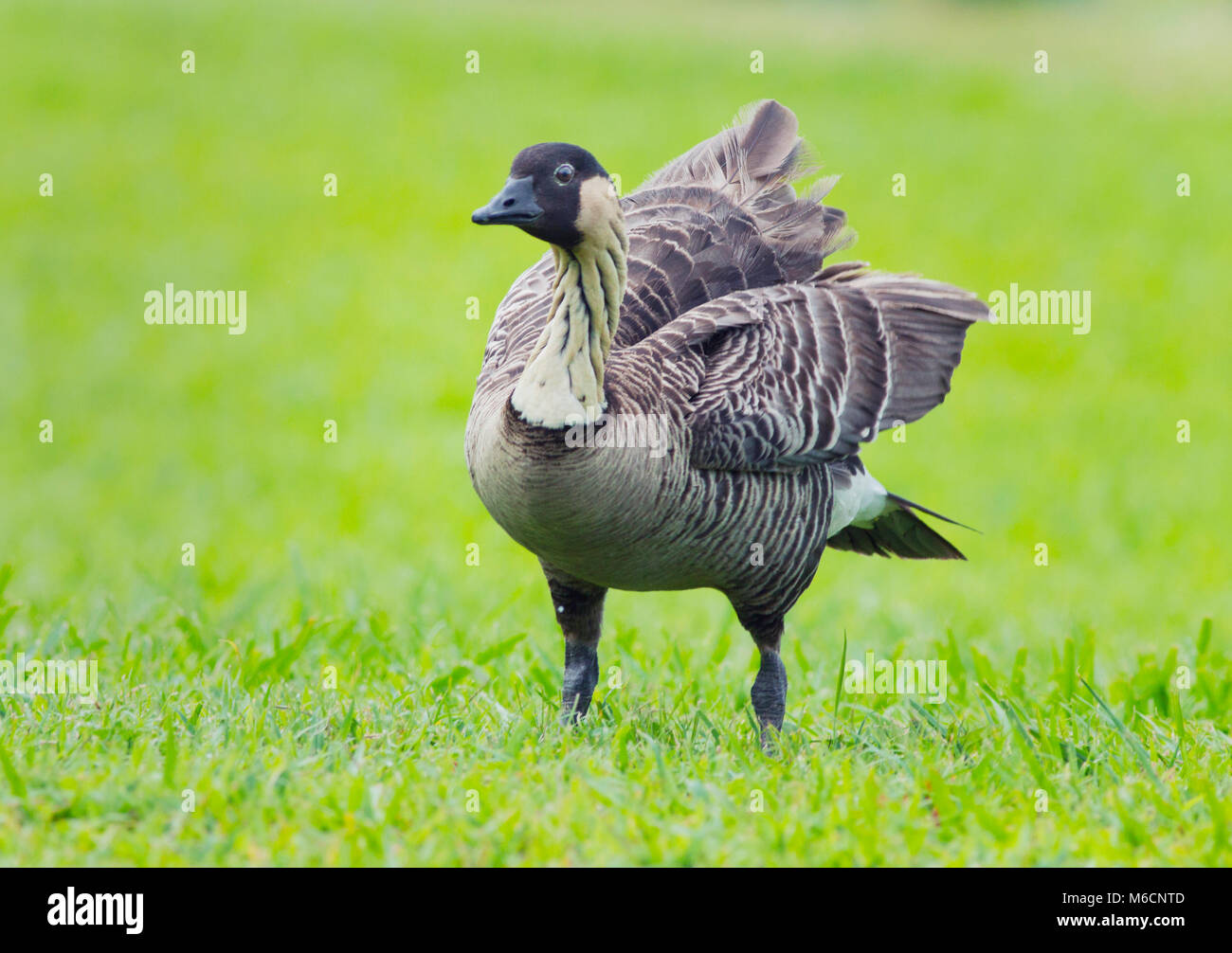 Hawaiian goose hi-res stock photography and images - Alamy