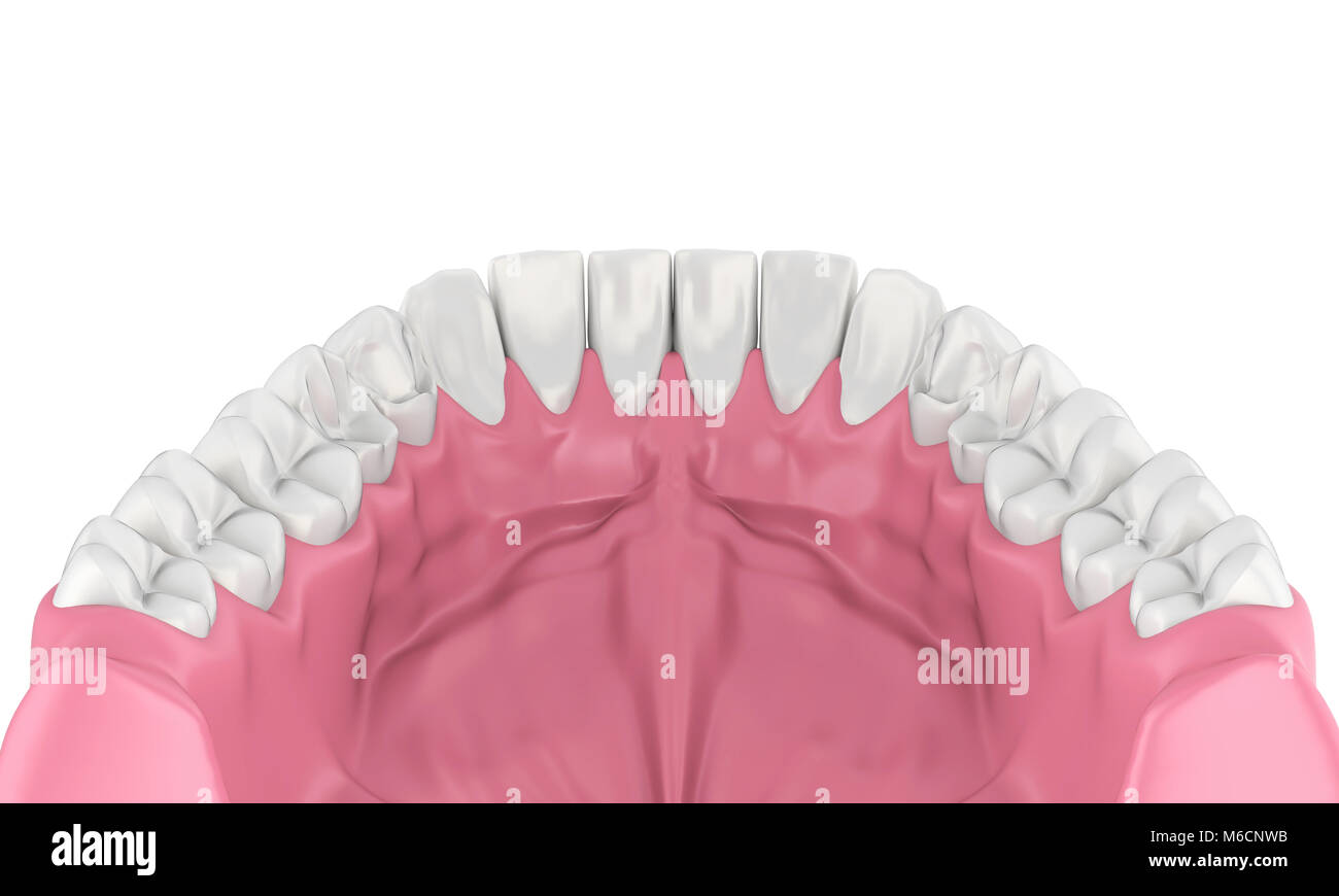 Mouth teeth anatomy hi-res stock photography and images - Alamy