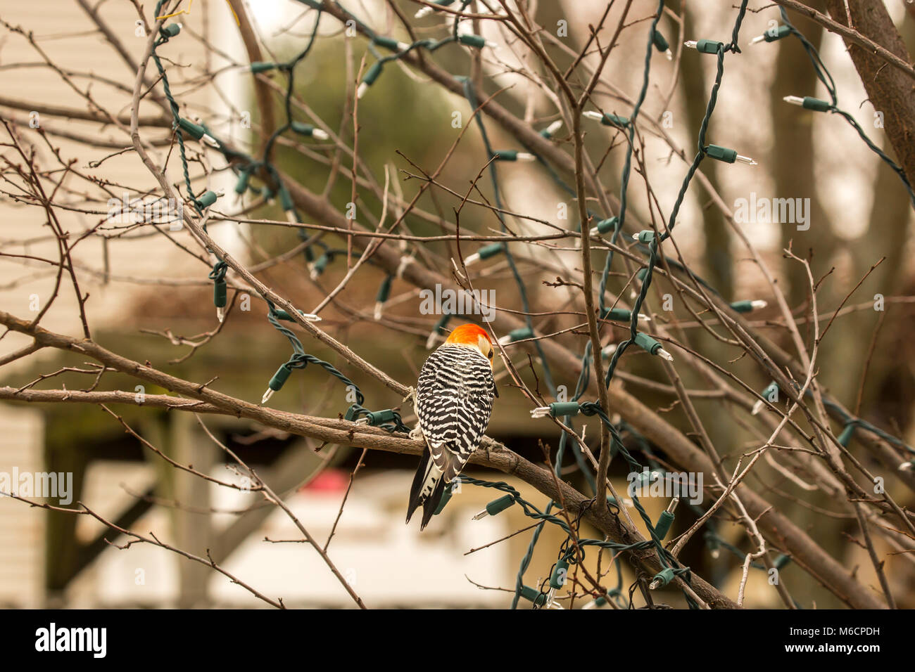 Backyard birds in New Jersey, USA Stock Photo - Alamy