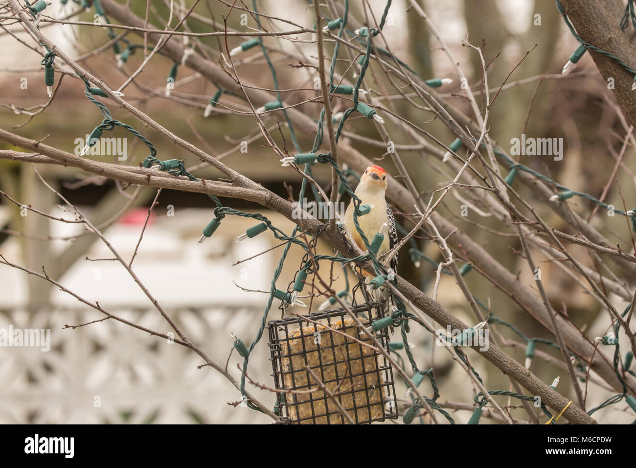 Birds of new jersey hi-res stock photography and images - Alamy