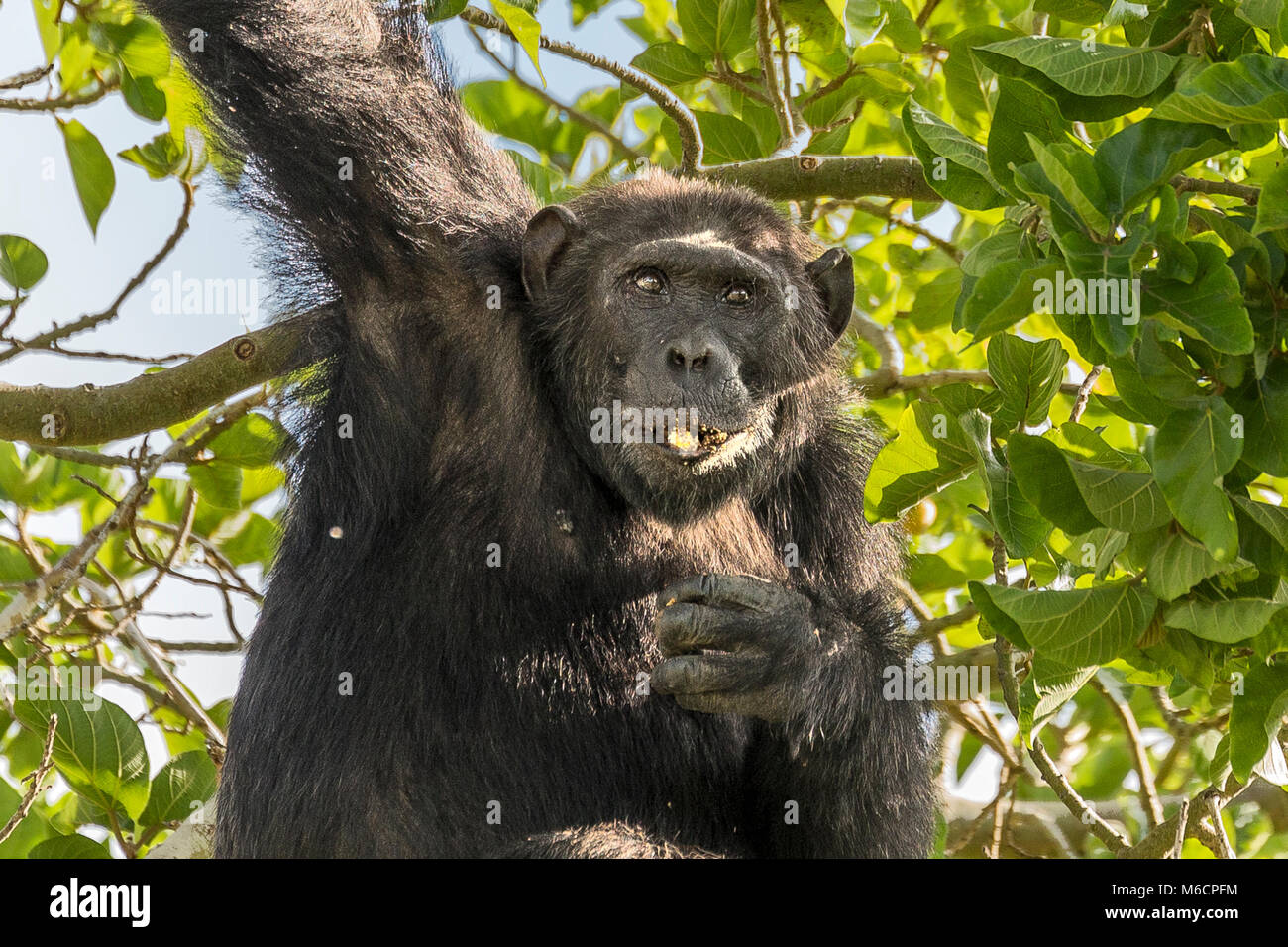 Adult female, Chimpanzee eating fig fruit Kyambura Gorge, Queen ...