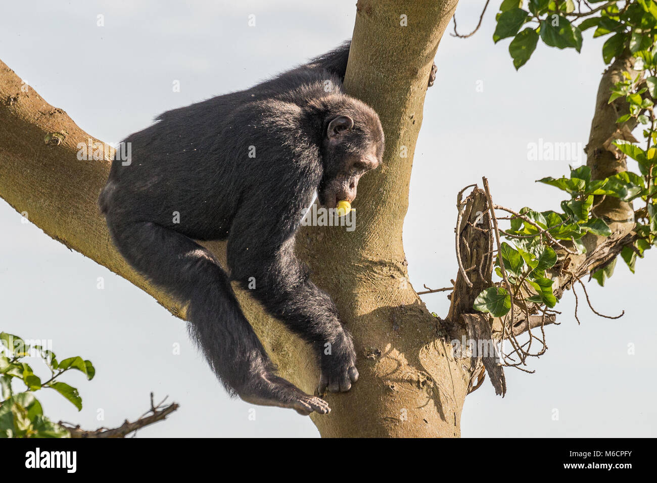 Adult female, Chimpanzee eating fig fruit coming down tree, Kyambura ...