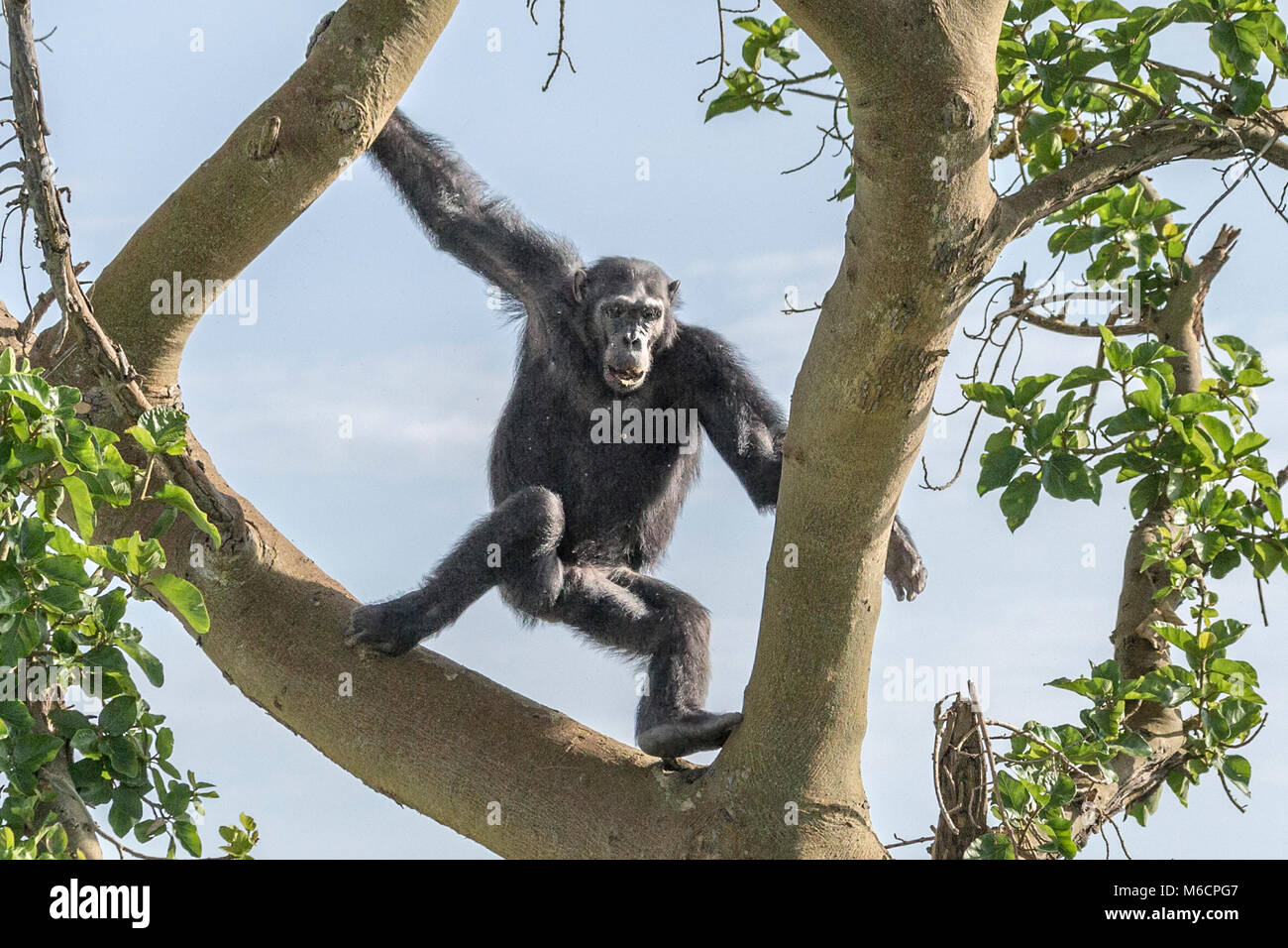 Chimpanzee Swing High Resolution Stock Photography and Images - Alamy