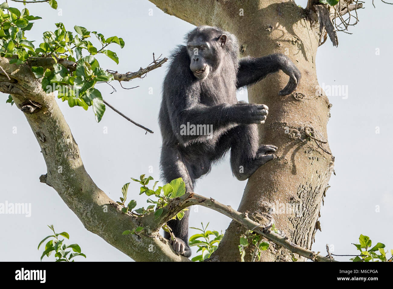 Adult female, Chimpanzee coming down tree, Kyambura Gorge, Queen ...
