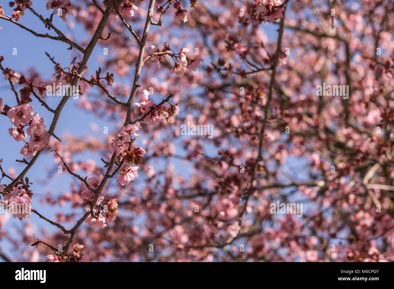 Close-up of multiple cherry tree branches with pink cherry blossoms ...
