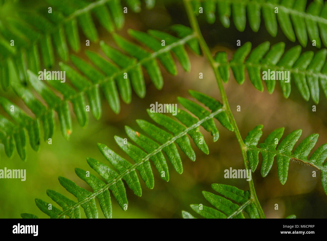 green brake plant detailed on forest Stock Photo - Alamy