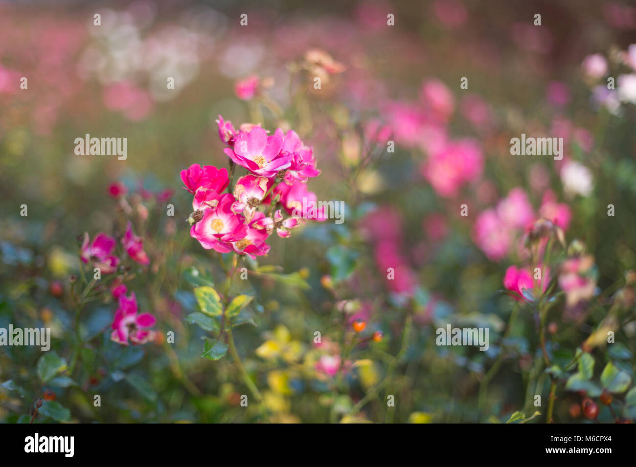Flowering pink wild rose in December in Amsterdam Stock Photo - Alamy