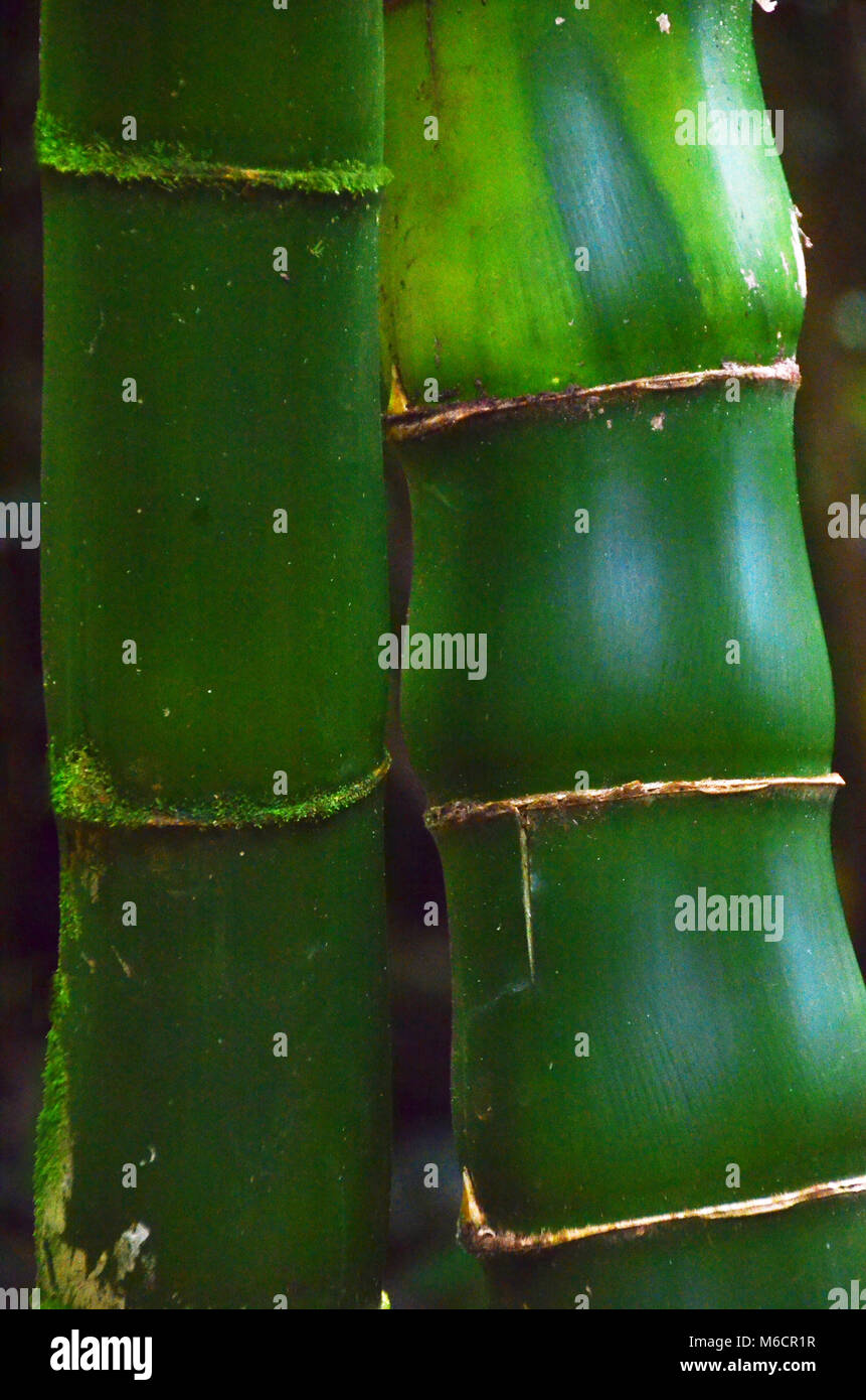 Bamboo Stalks in a rainforest on Maui, Hawaii Stock Photo - Alamy