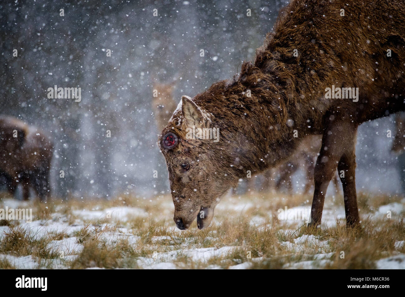This stag has recently lost his antlers and the raw pedicle is still ...