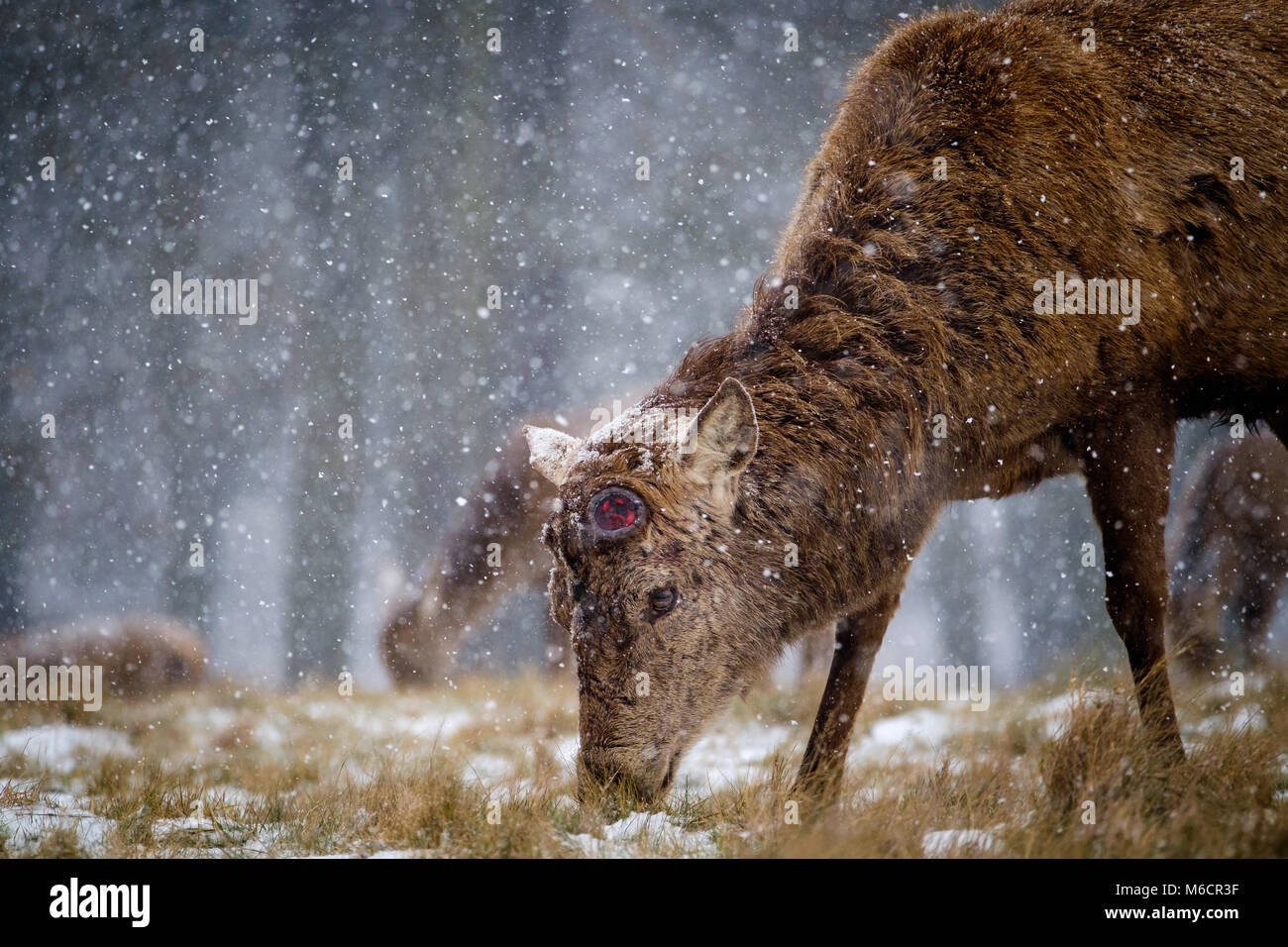 This stag has recently lost his antlers and the raw pedicle is still ...