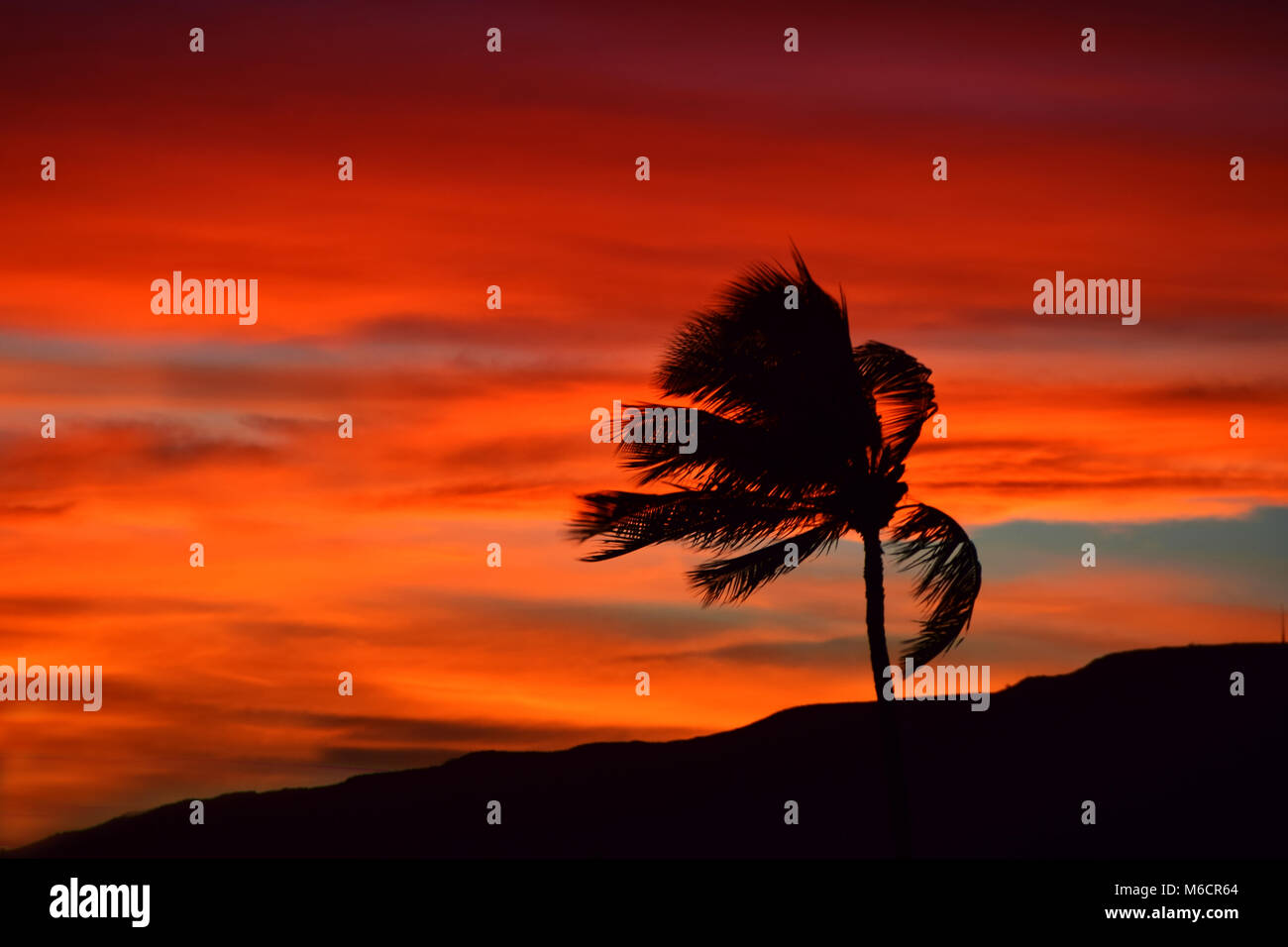 Hawaii sunset palm trees red hi-res stock photography and images - Alamy