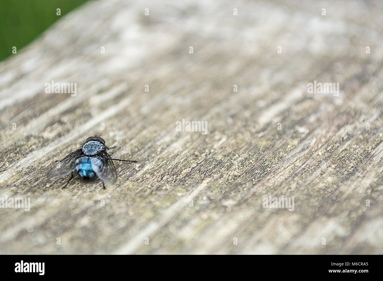 single detailed fly on wood table Stock Photo - Alamy