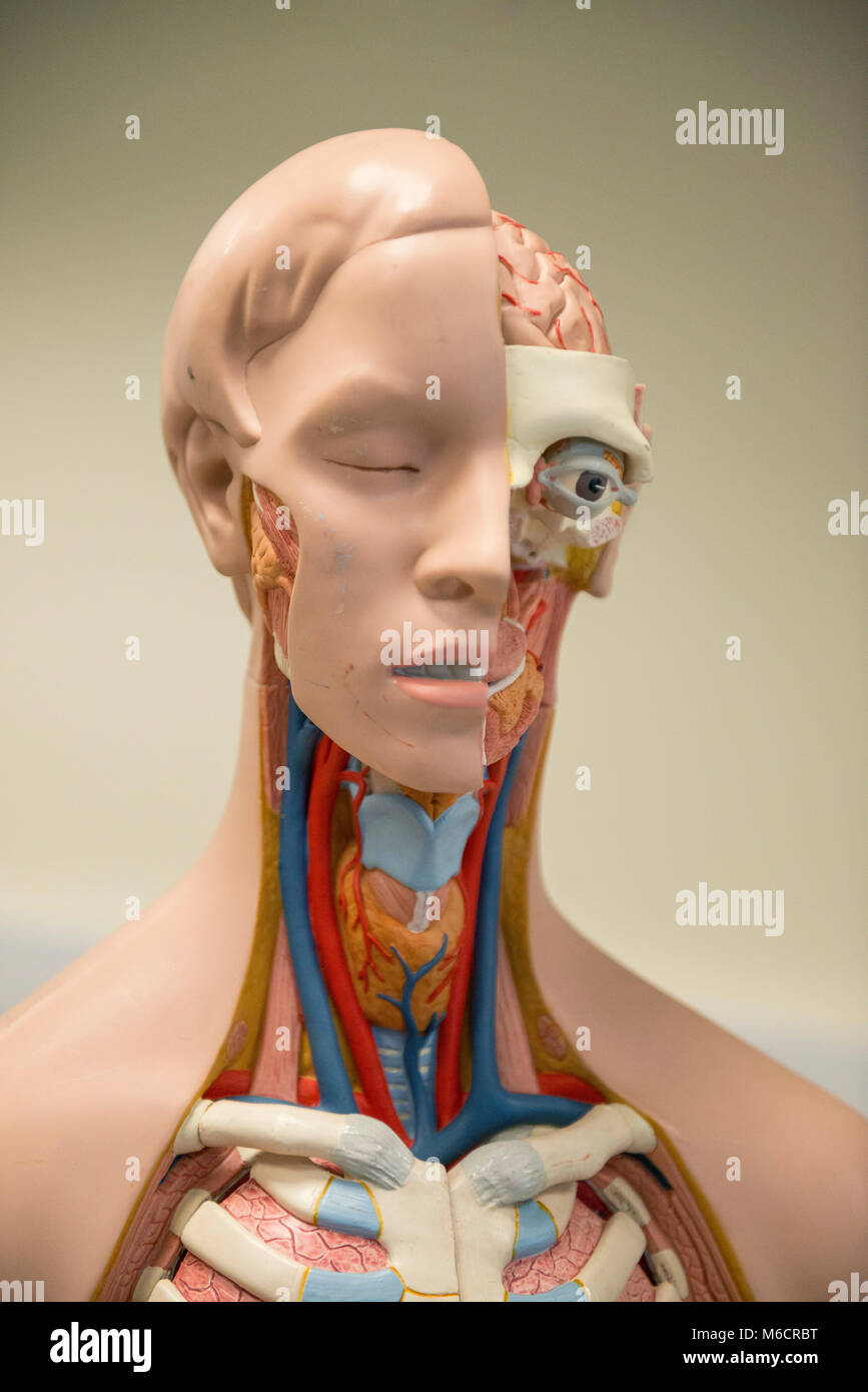 Human skeleton in classroom hi-res stock photography and images - Alamy