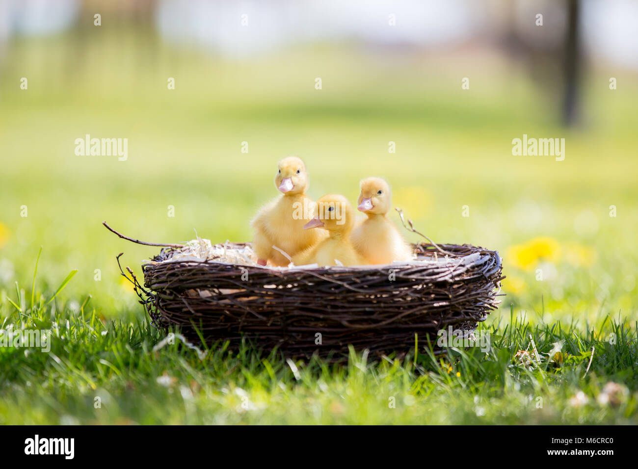 Ducklings grass nest hi-res stock photography and images - Alamy