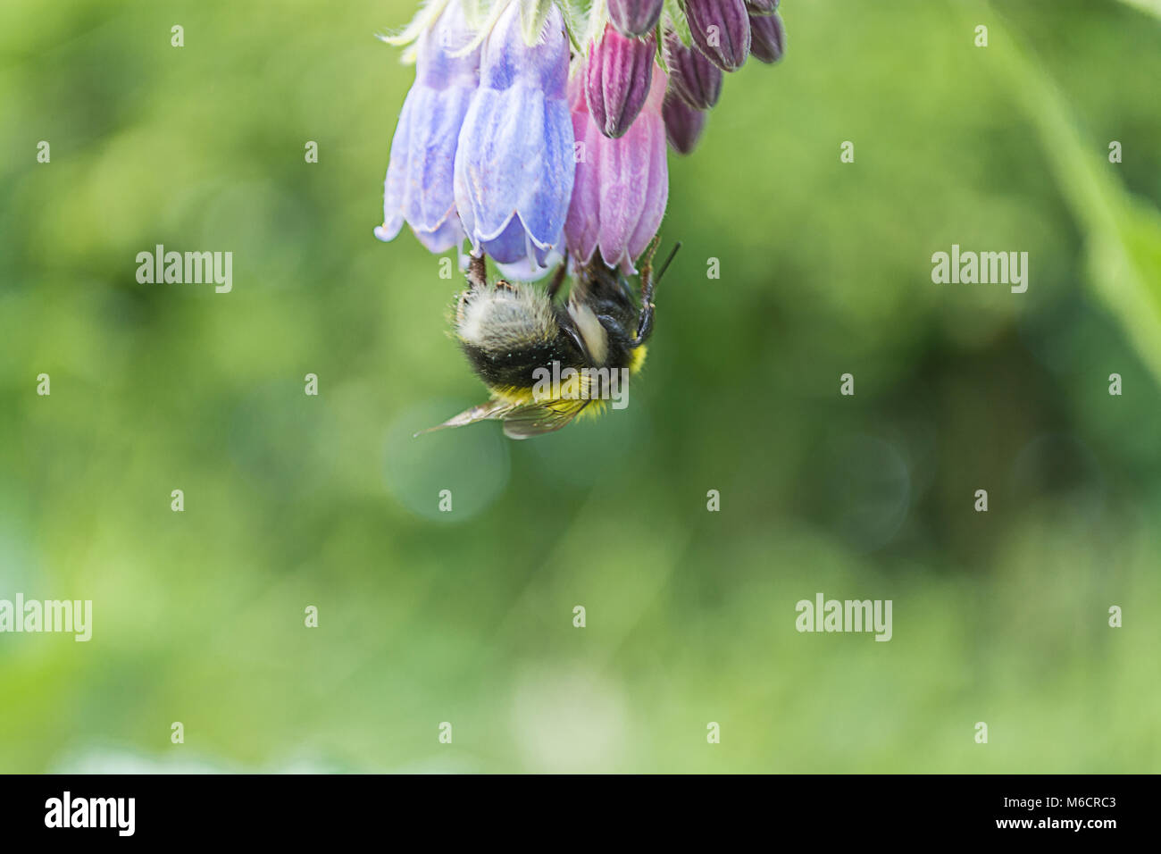 colorful bee take nectar on flower Stock Photo - Alamy