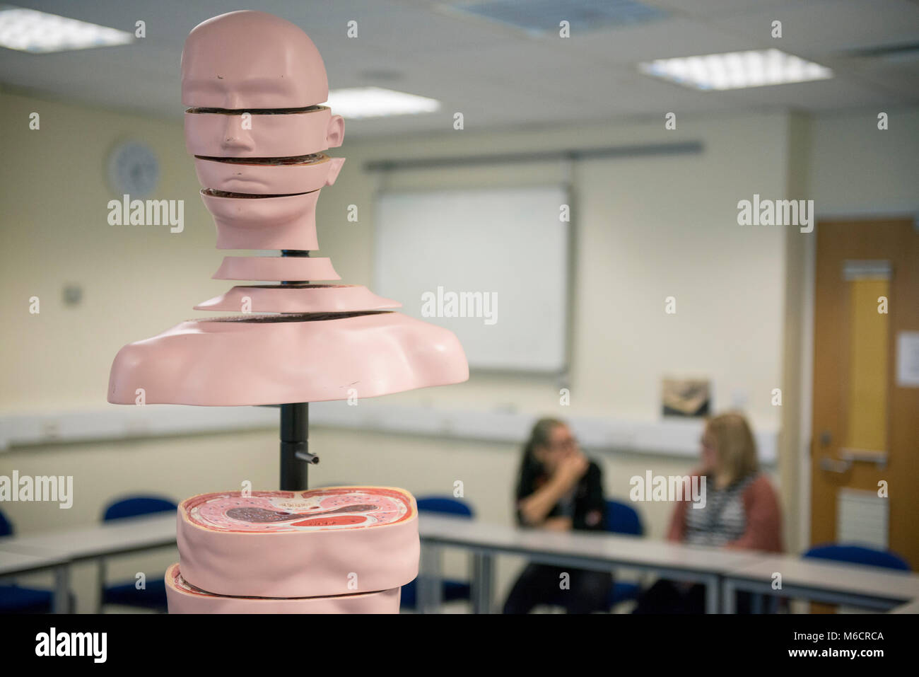 medical training aids in a classroom teaching medicine and human ...