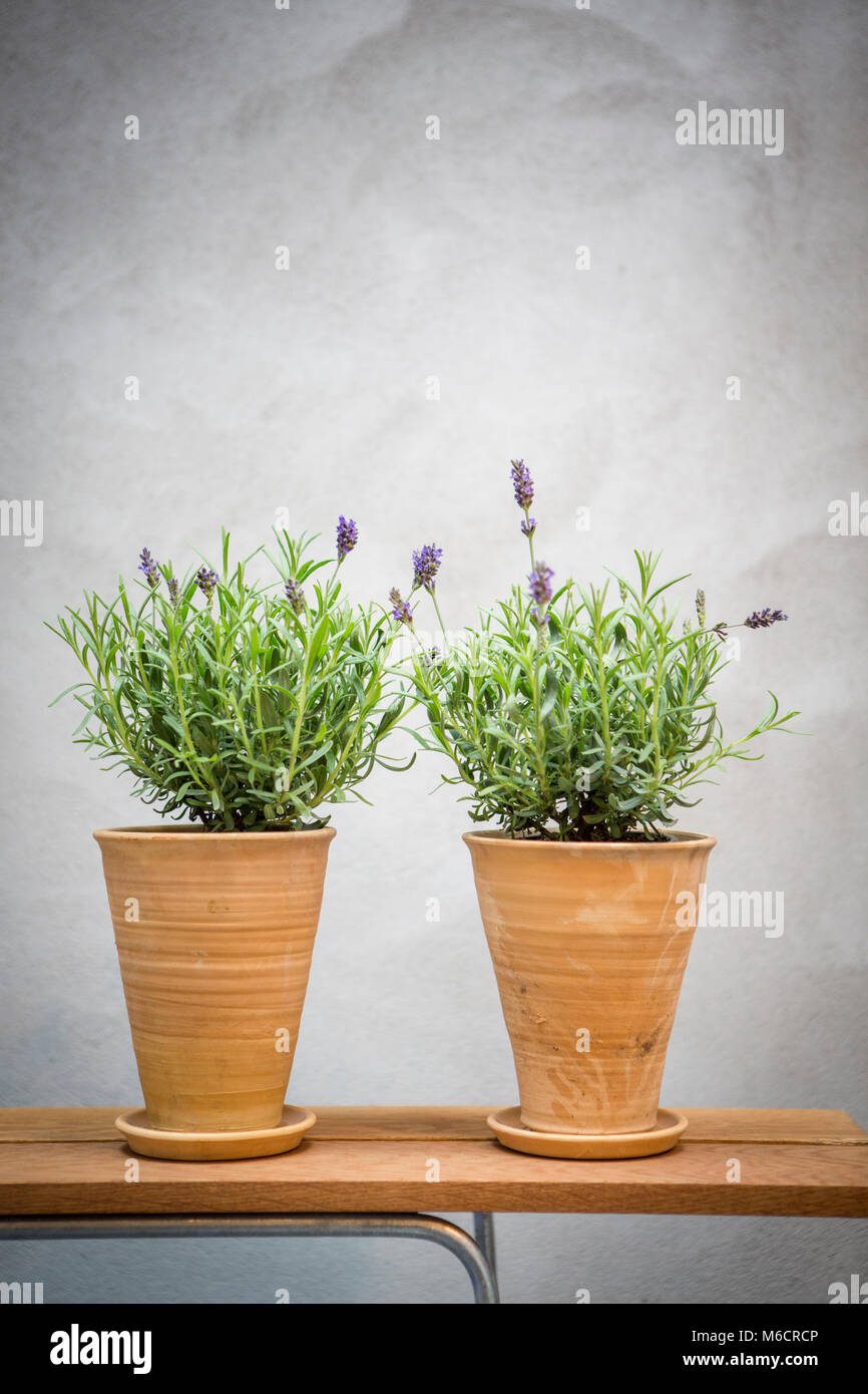Clay pots for plants hi-res stock photography and images - Alamy