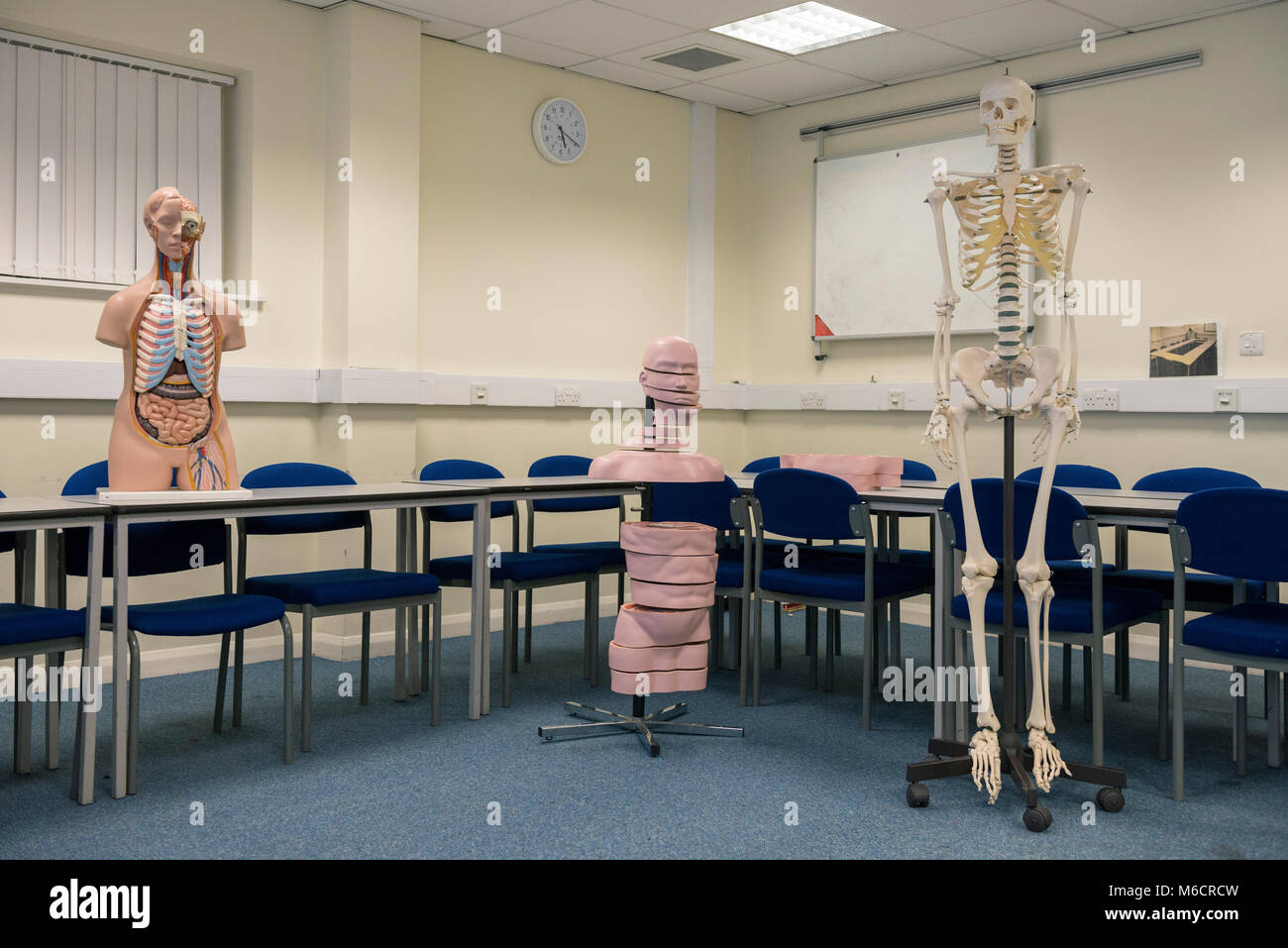 medical training aids in a classroom teaching medicine and human ...