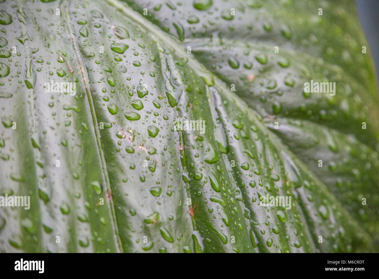 green shinning leaf with drops Stock Photo - Alamy