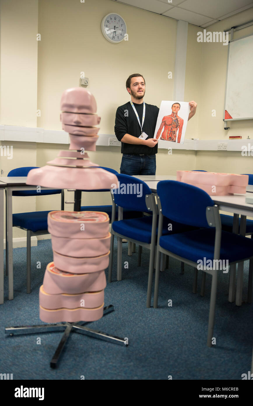 equipment used in the teaching of human anatomy in a medical class ...
