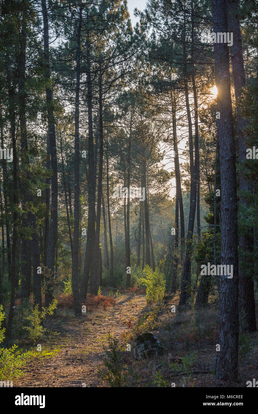 Beams of light between trees hi-res stock photography and images - Alamy