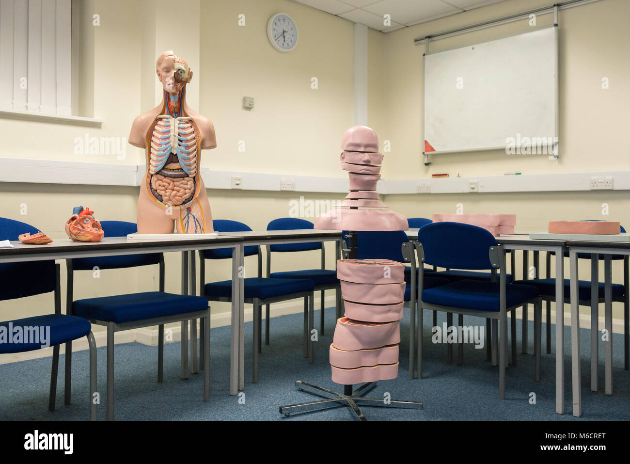 medical training aids in a classroom teaching medicine and human ...