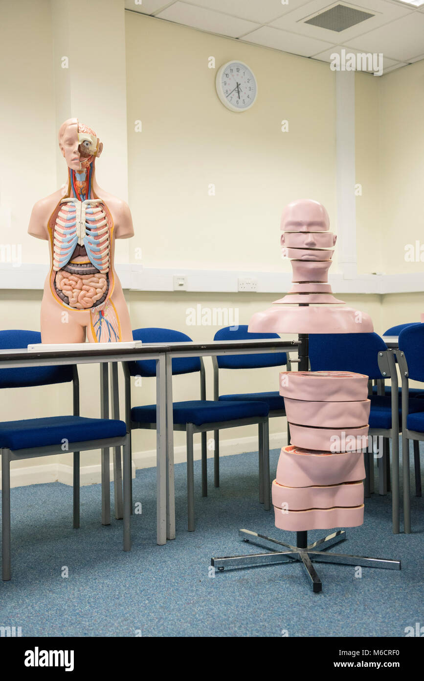 medical training aids in a classroom teaching medicine and human ...