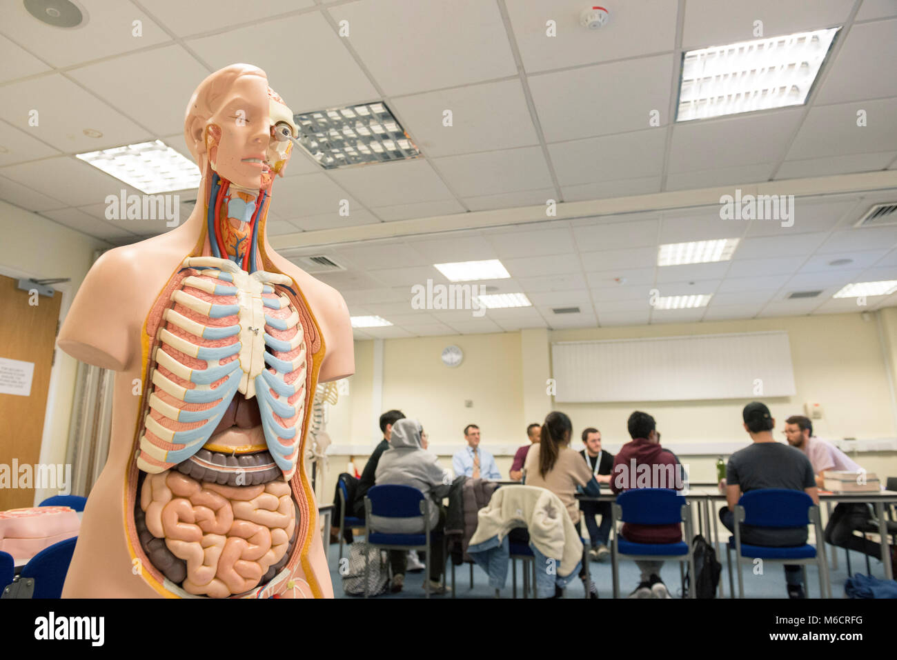 medical training aids in a classroom teaching medicine and human ...