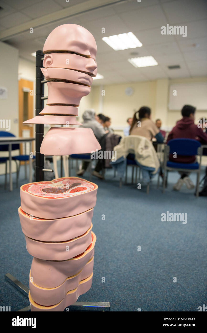 medical training aids in a classroom teaching medicine and human ...