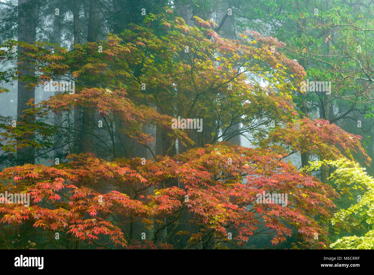 Red lace leaf japanese maple hi-res stock photography and images - Alamy