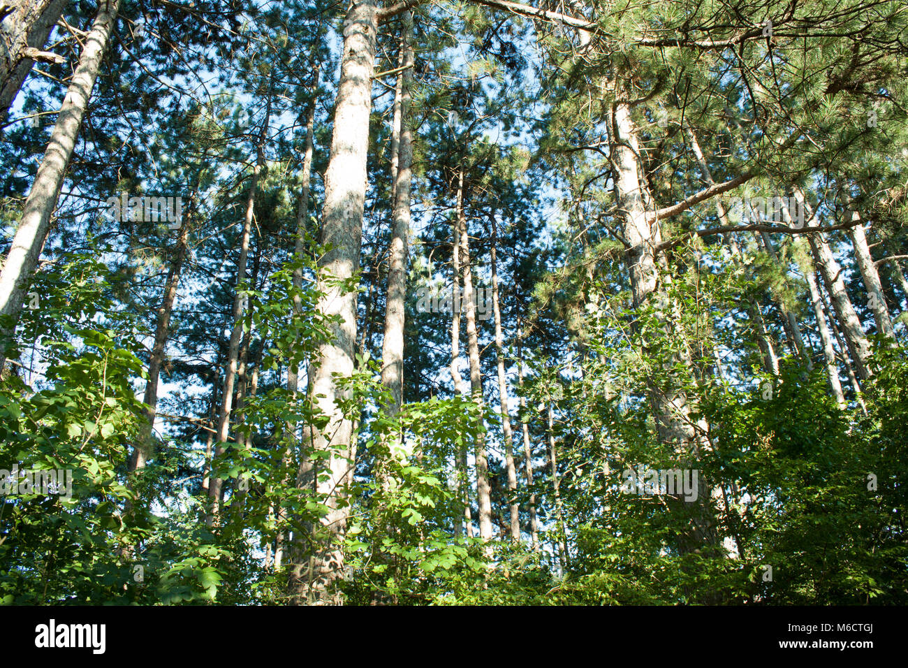 A pine forest in serbia,beautiful green forest Stock Photo - Alamy