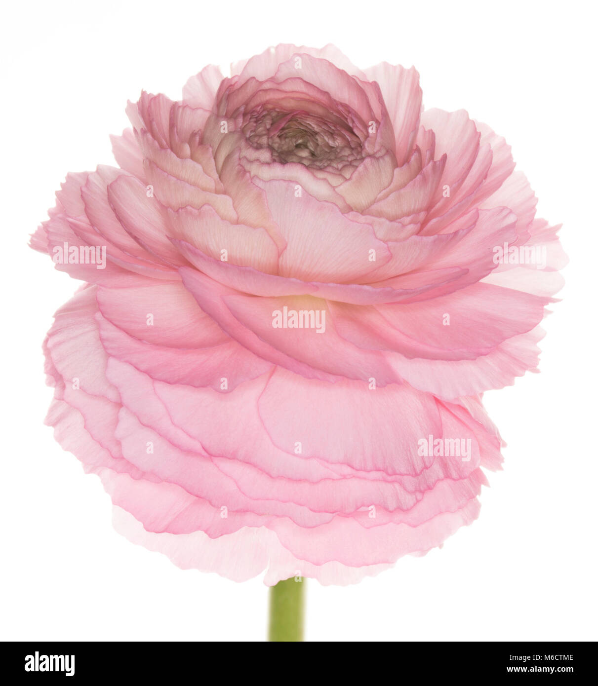 Pink Ranunculus asiaticus isolated on a white background Stock Photo ...