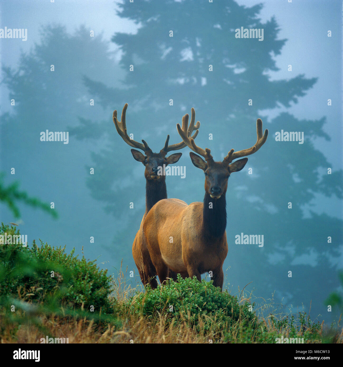 Wilderness state park hi-res stock photography and images - Alamy